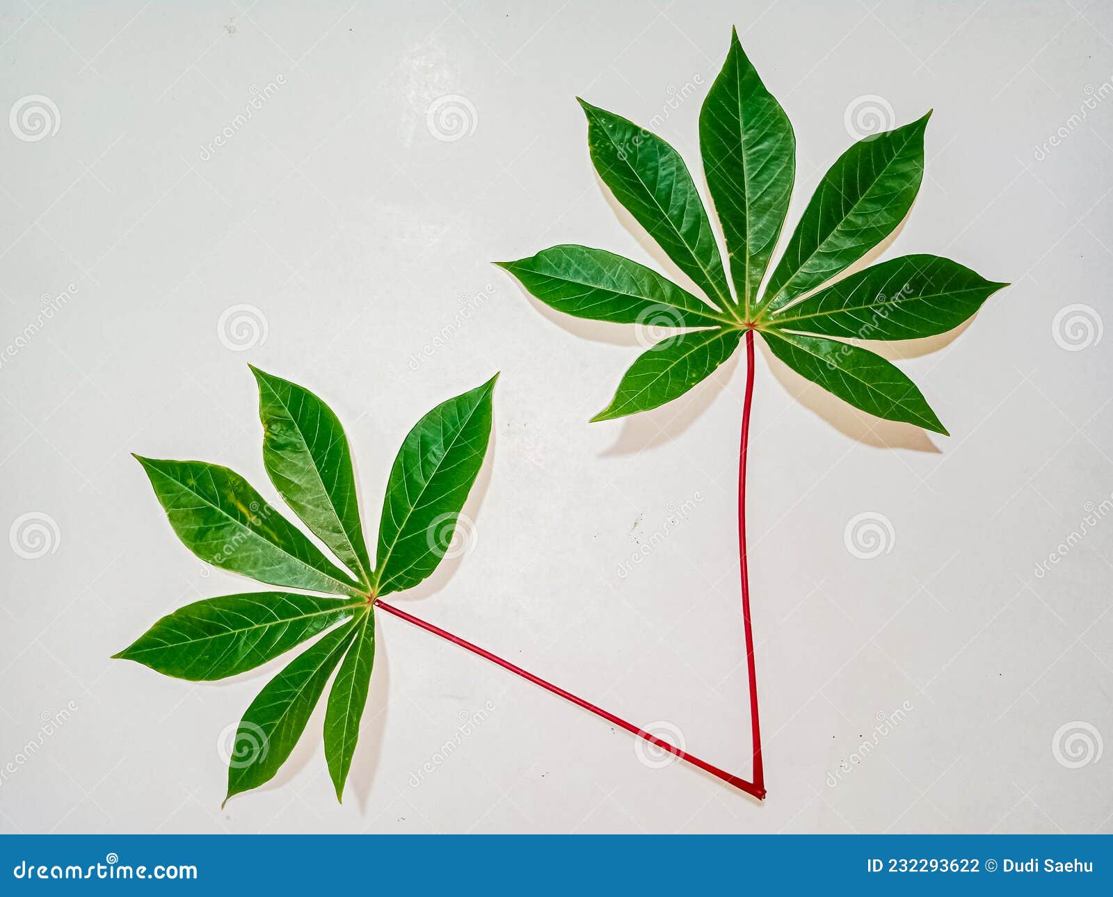 Cassava leaf stock photo. Image of plant, leaf, flower - 232293622