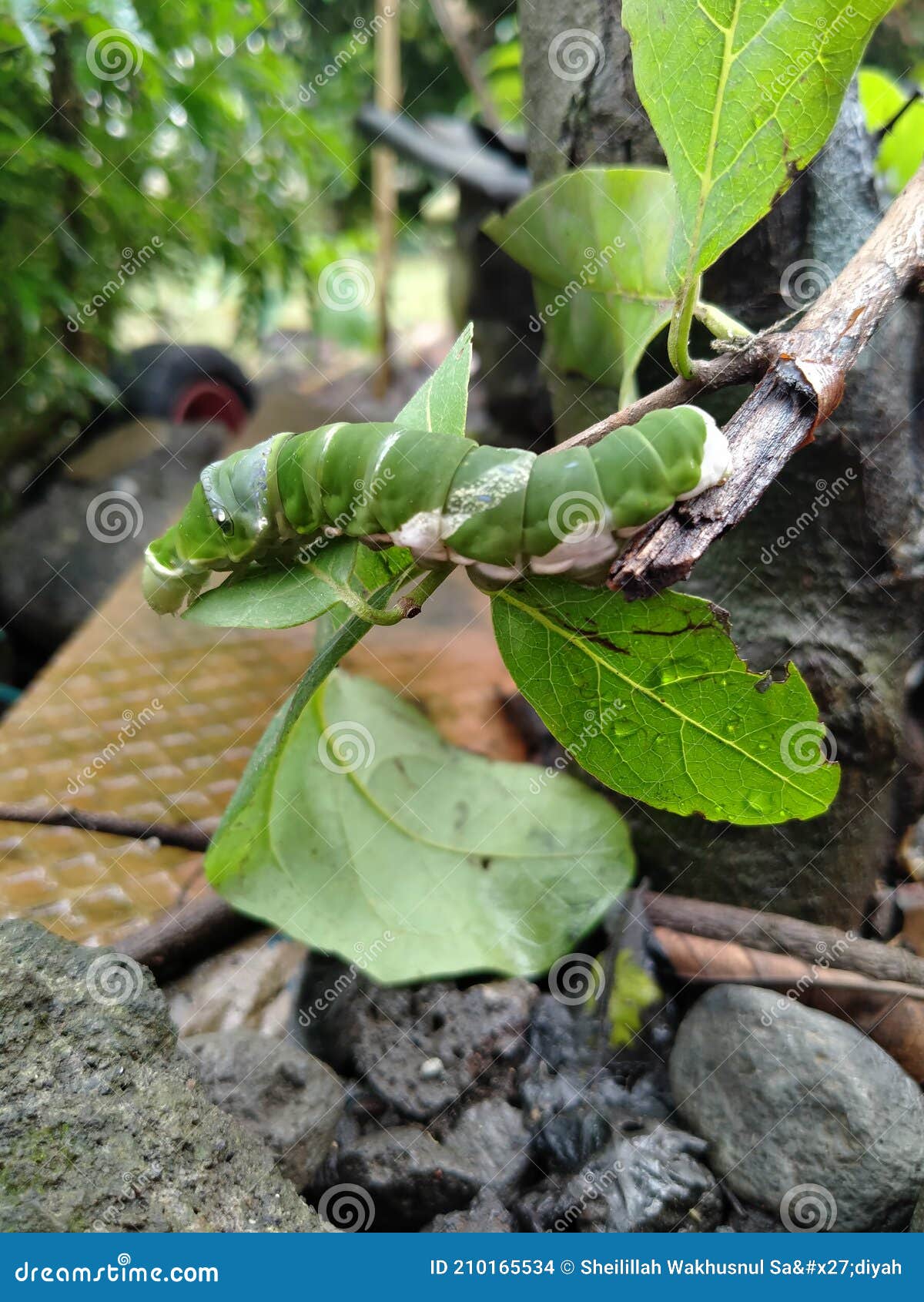 Green Leaf Caterpillar Which Has a Unique Body Shape Stock Photo ...