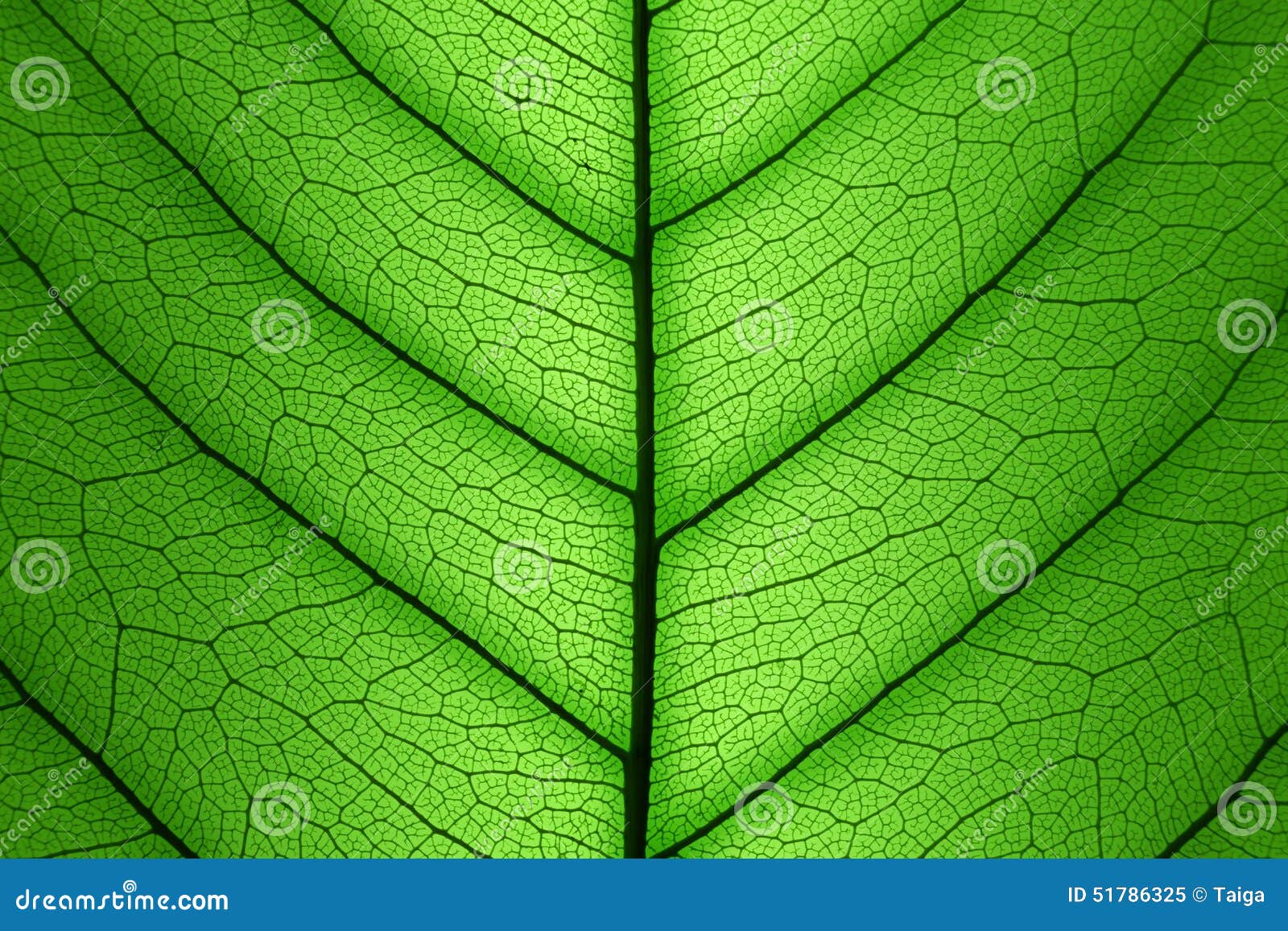 Green Leaf Cell Structure Background - Macro Texture Stock Image ...