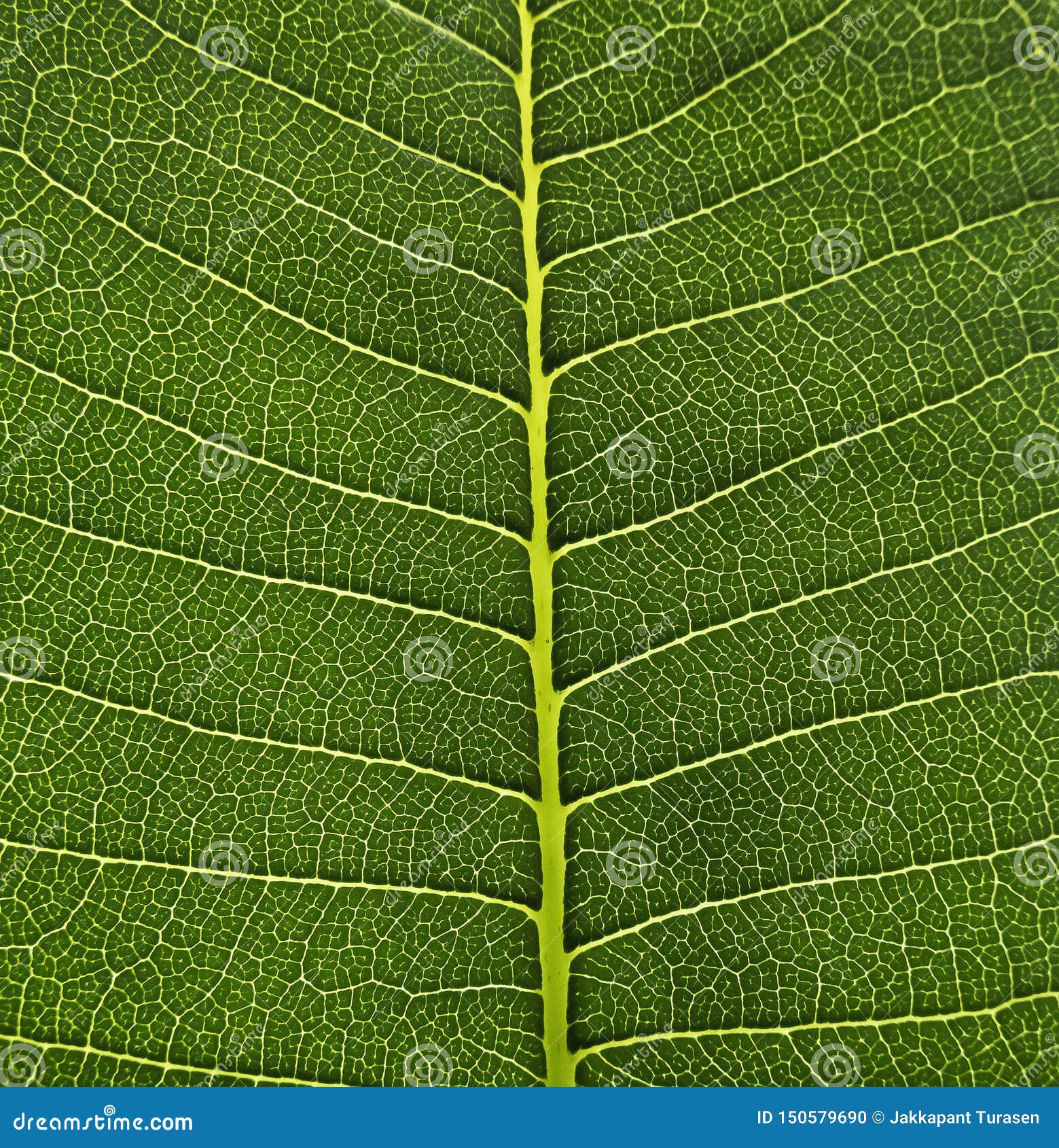 Leaf Cell Structure Royalty-Free Stock Image | CartoonDealer.com #114872938