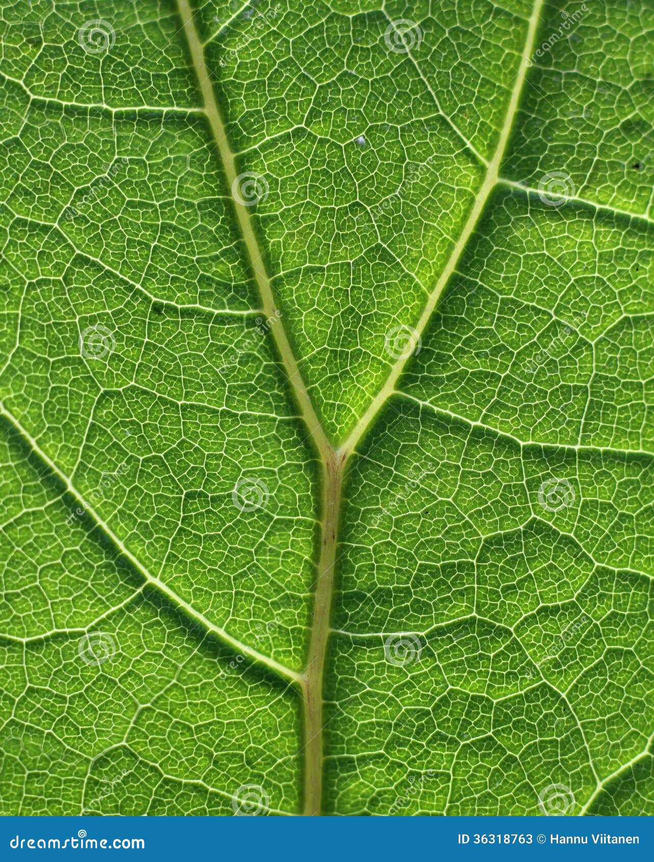 Green Leaf Cell Texture Pattern Stock Image - Image of macro, pattern ...