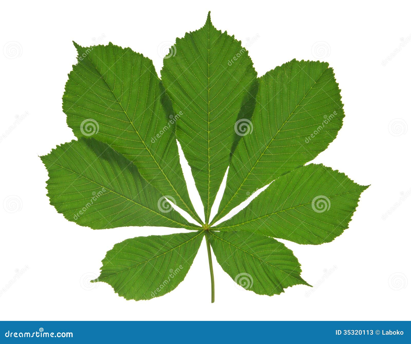 Green leaf chestnut stock image. Image of herbal, garden - 35320113