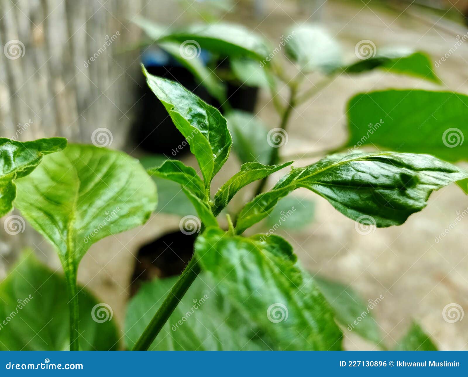 Green leaf Chilli stock photo. Image of green, chili - 227130896