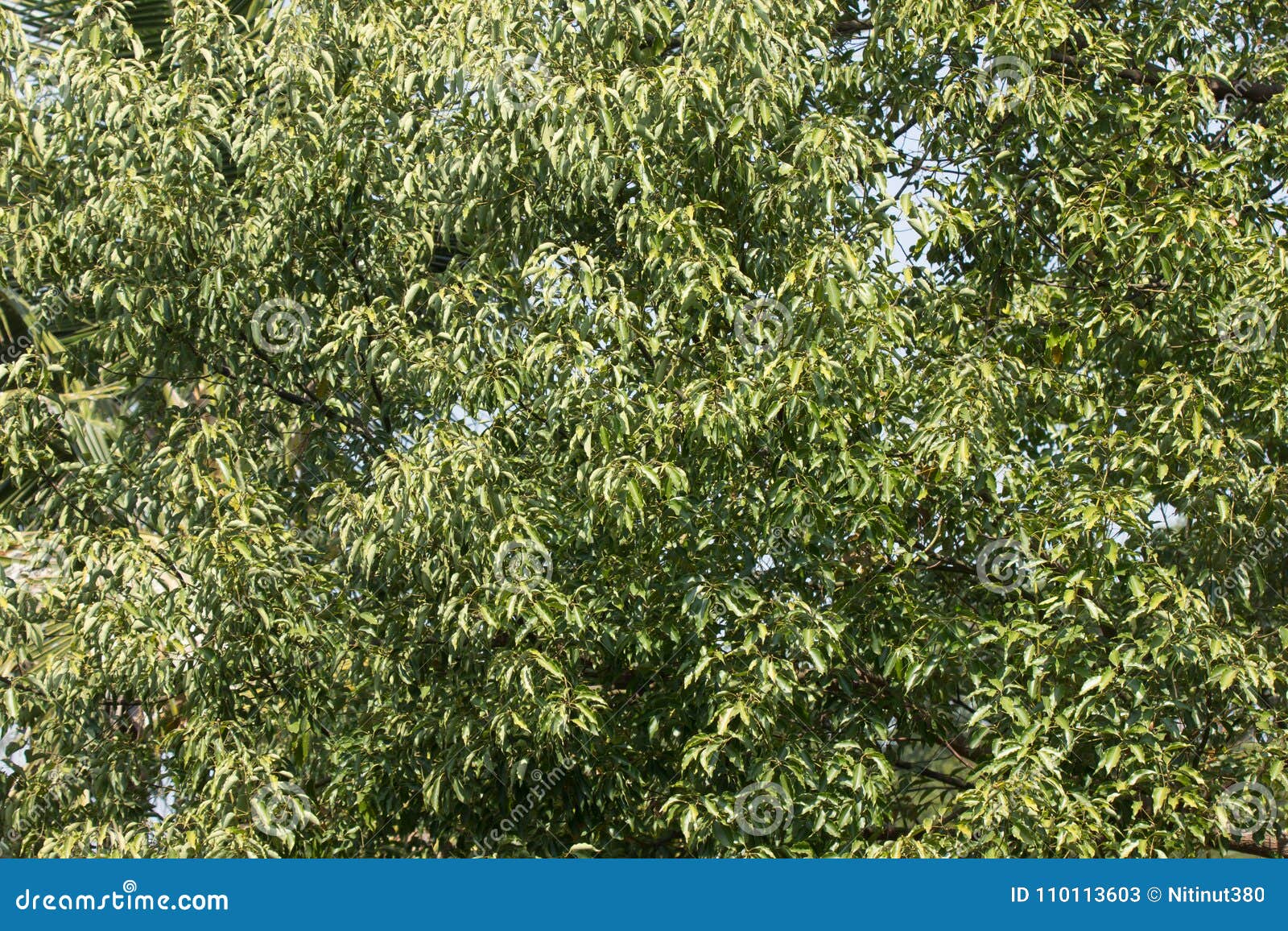 Leaf of Cinnamomum Camphora Tree Stock Image - Image of lauraceae, leaf ...