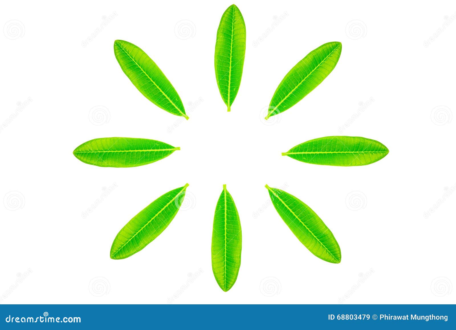 Green Leaf with Circle Pattern Stock Image - Image of beauty, green ...