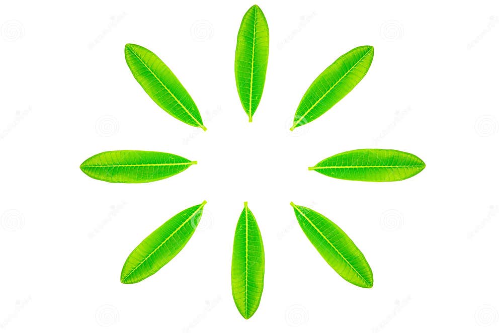 Green Leaf with Circle Pattern Stock Image - Image of beauty, green ...