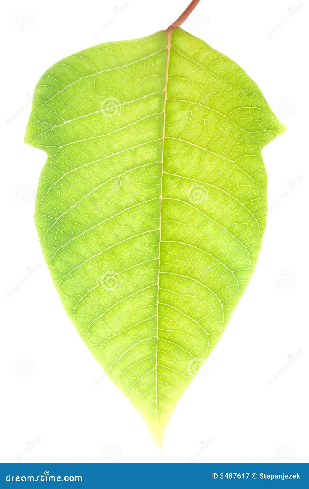 Green Leaf with Clipping Path Stock Image - Image of plant, flower: 3487617