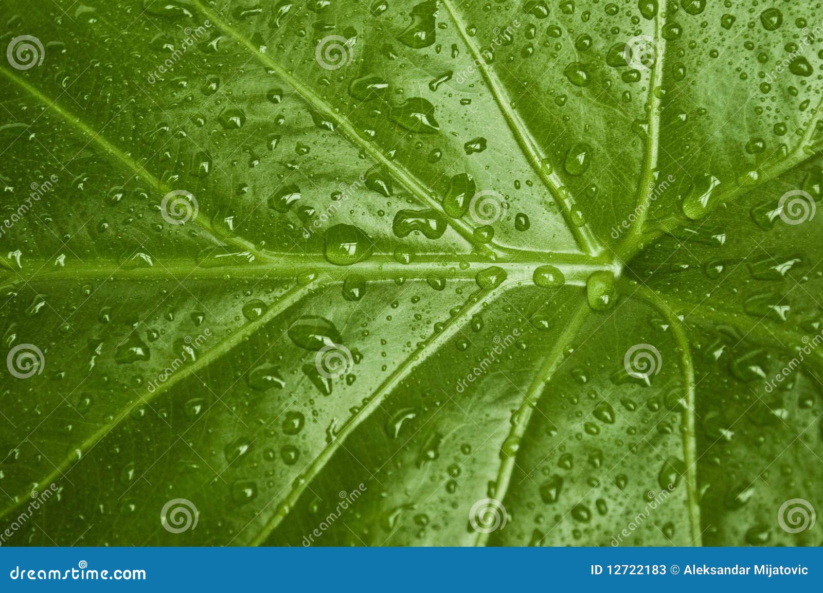 Green leaf - close-up stock image. Image of drops, plant - 12722183