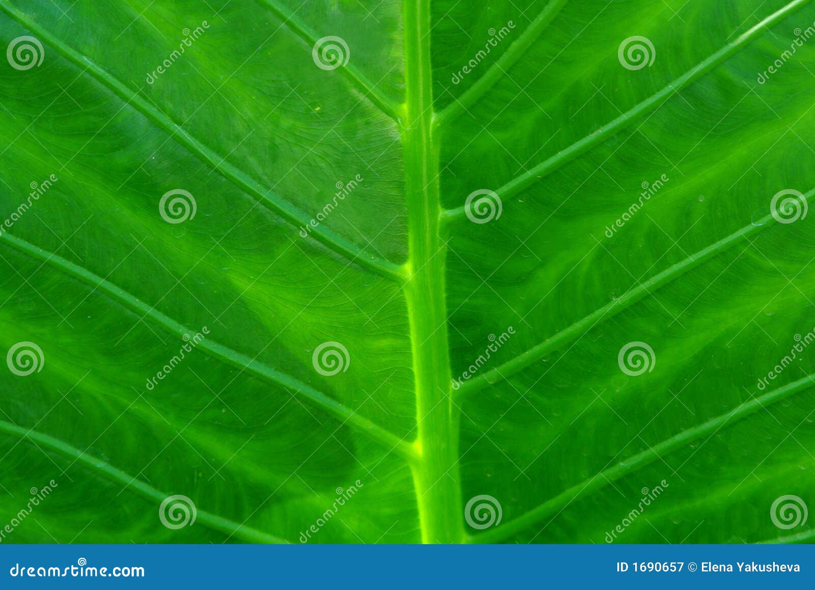 Green leaf close up stock image. Image of linear, facture - 1690657