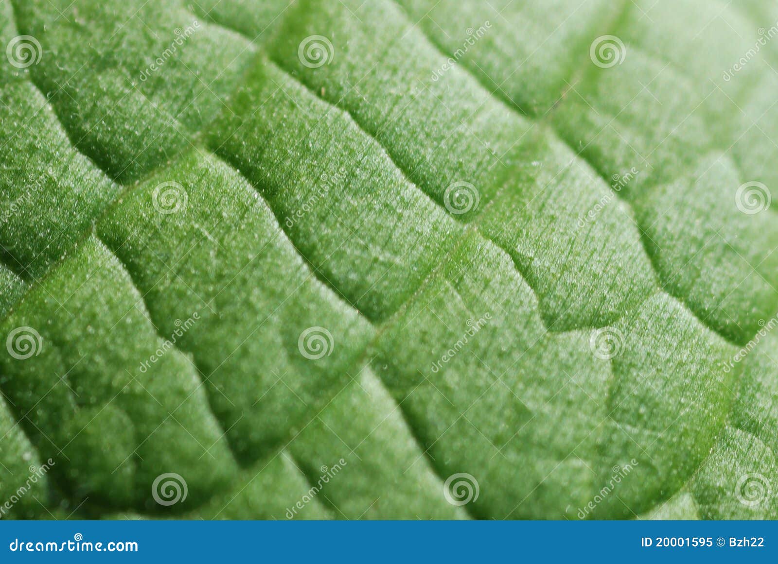 Green Leaf close-up. stock image. Image of garden, horticulture - 20001595