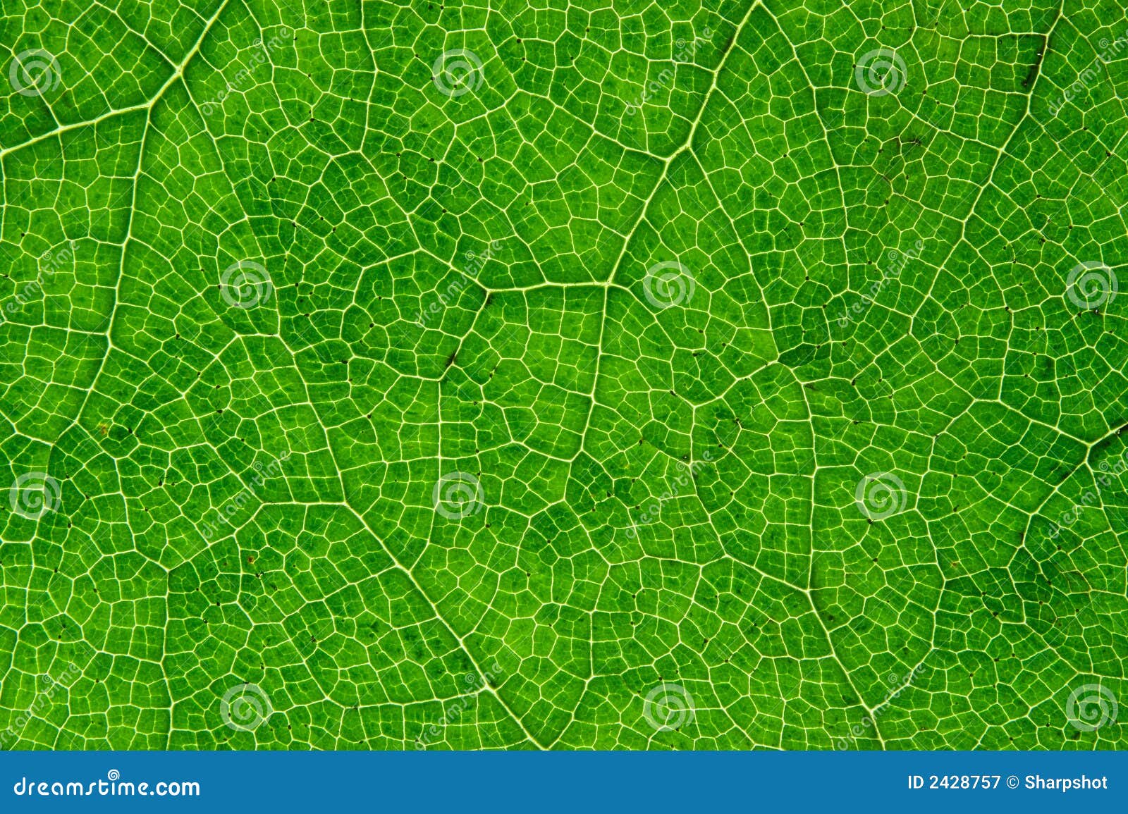 Green leaf close up. stock image. Image of contrast, cells - 2428757