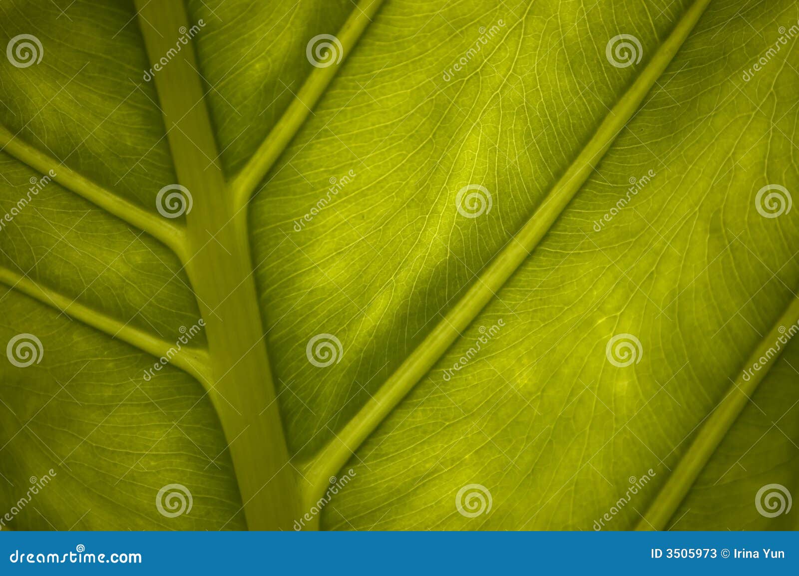 Green leaf close-up stock image. Image of clear, plant - 3505973