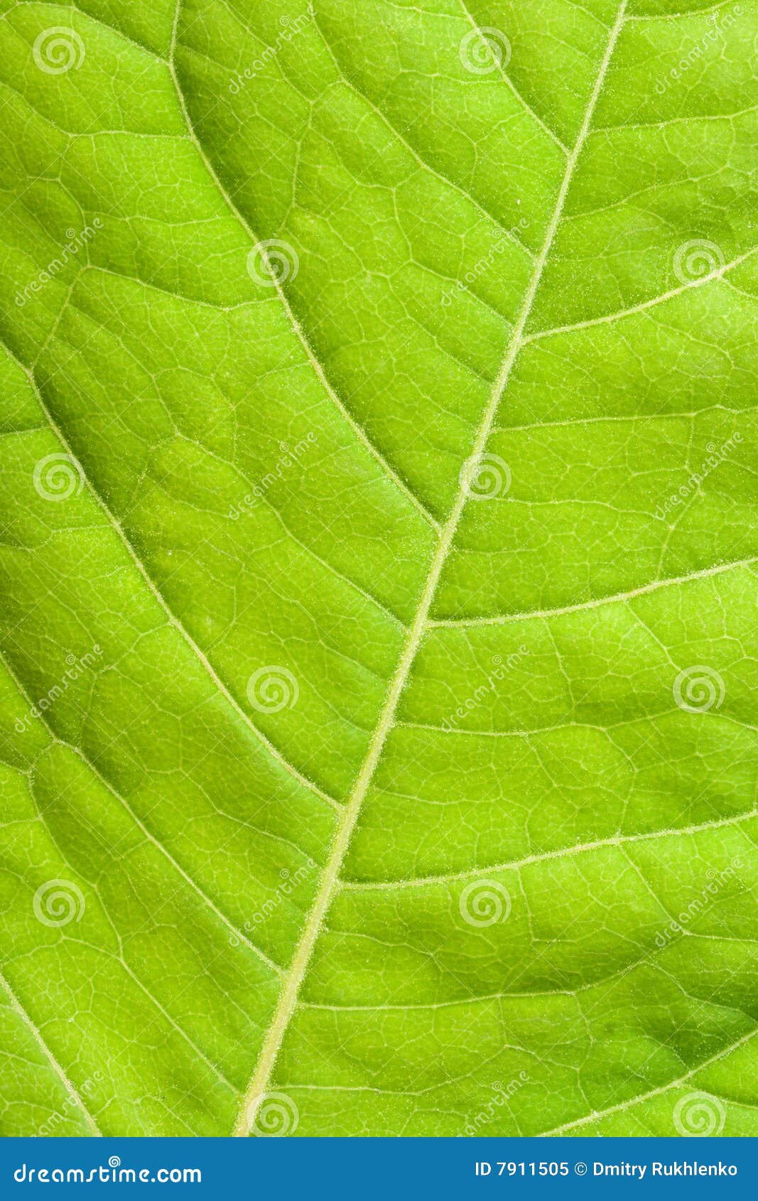 Green leaf close up stock image. Image of close, plant - 7911505