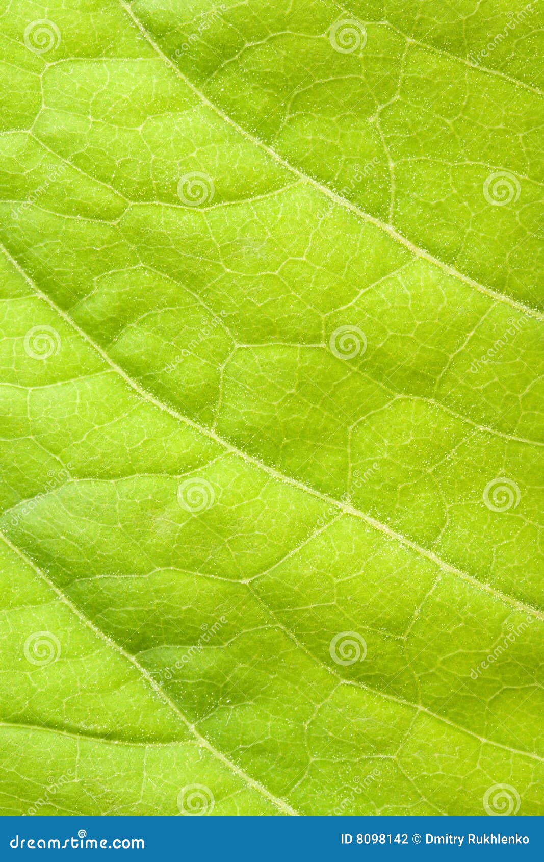 Green leaf close up stock photo. Image of macro, close - 8098142