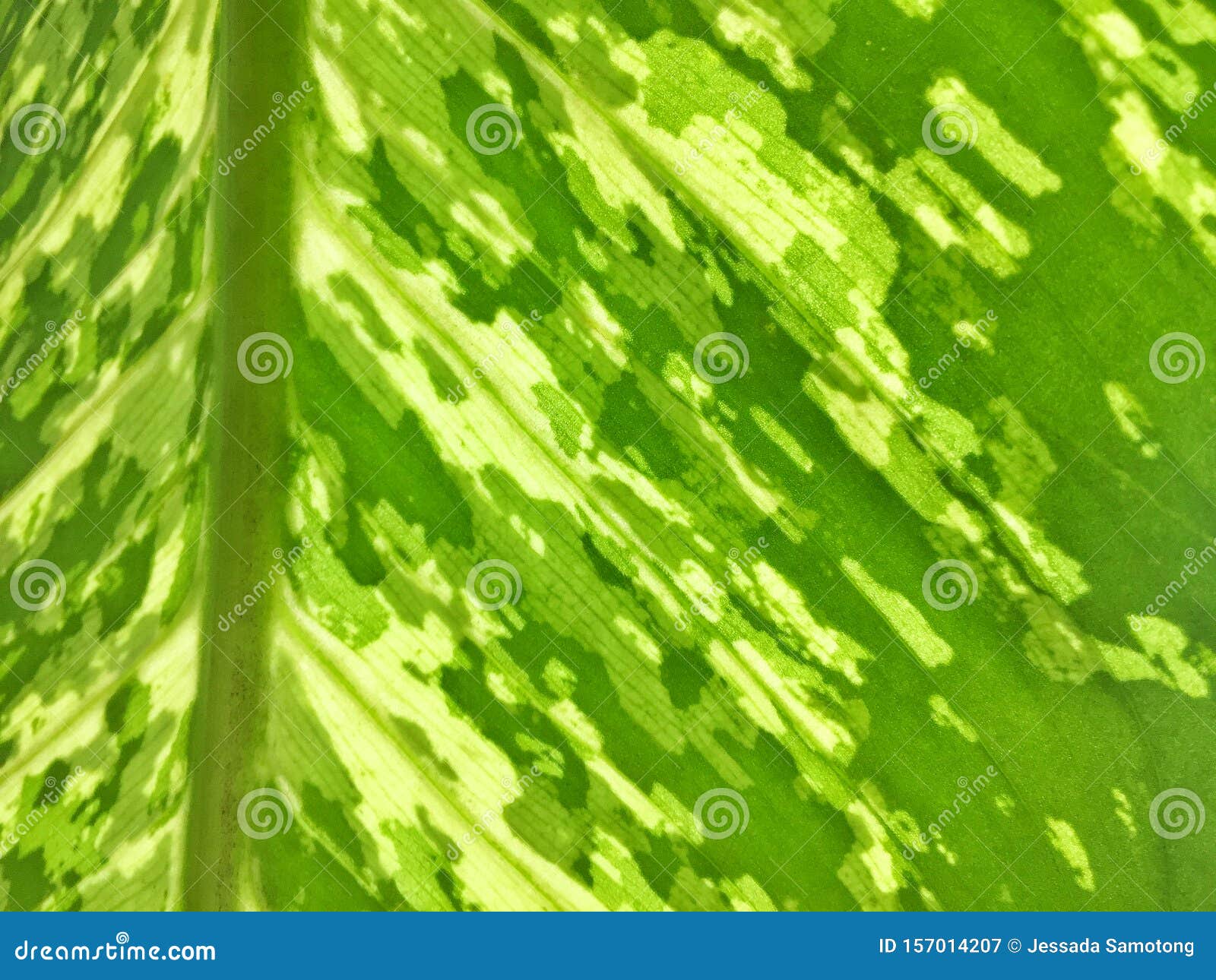 Green Leaf Close Up Background. Stock Image - Image of green, texture ...