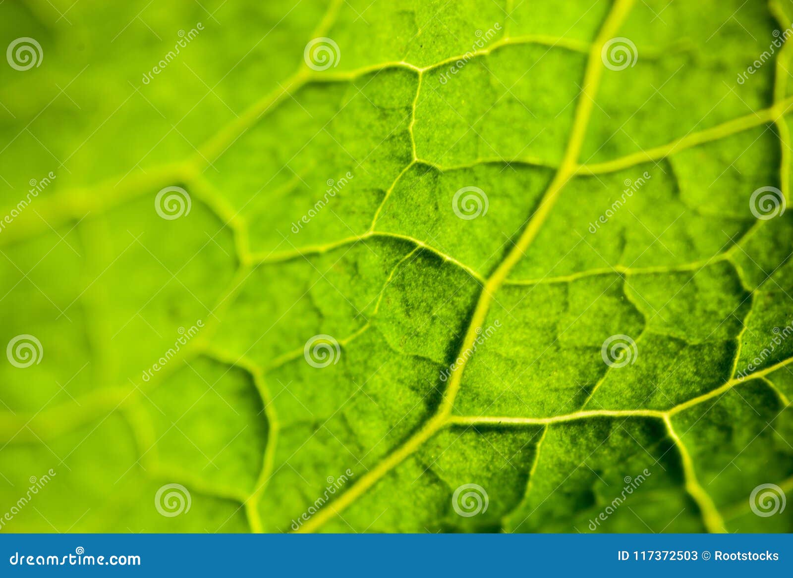 Green leaf close up stock image. Image of bright, colorful - 117372503