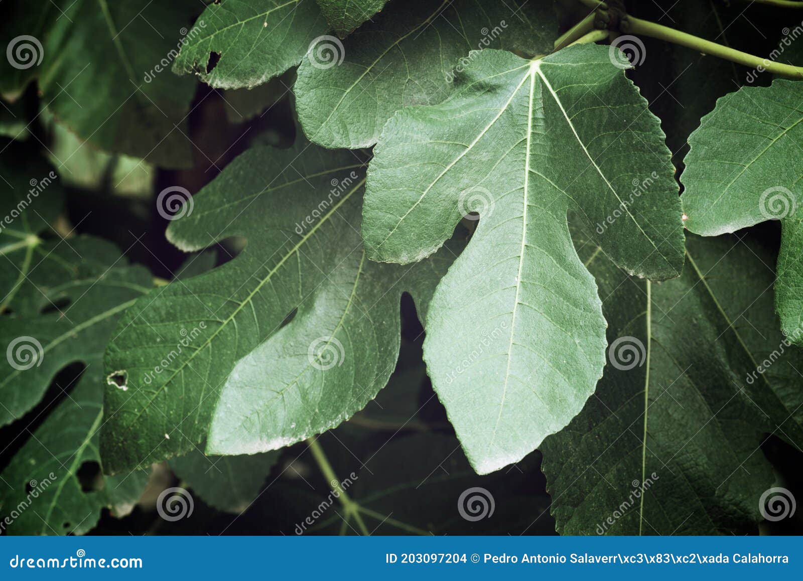 Green leaf close up stock photo. Image of leaves, leaf - 203097204