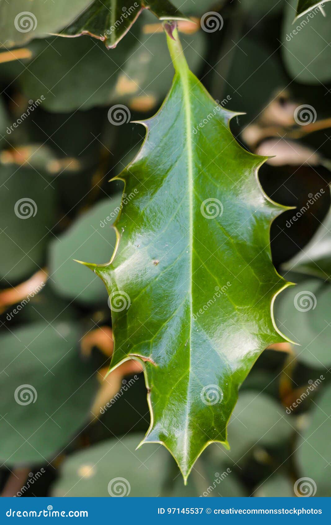 Green Leaf In Close Up Photo Picture. Image: 97145537