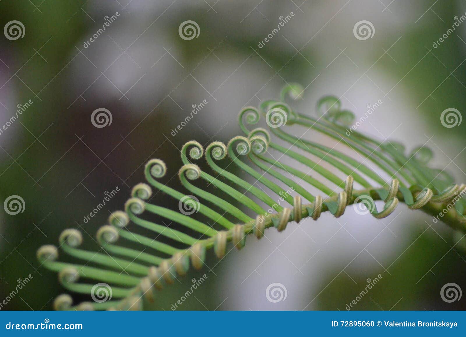 Green leaf stock photo. Image of tendrils, macro, plant - 72895060
