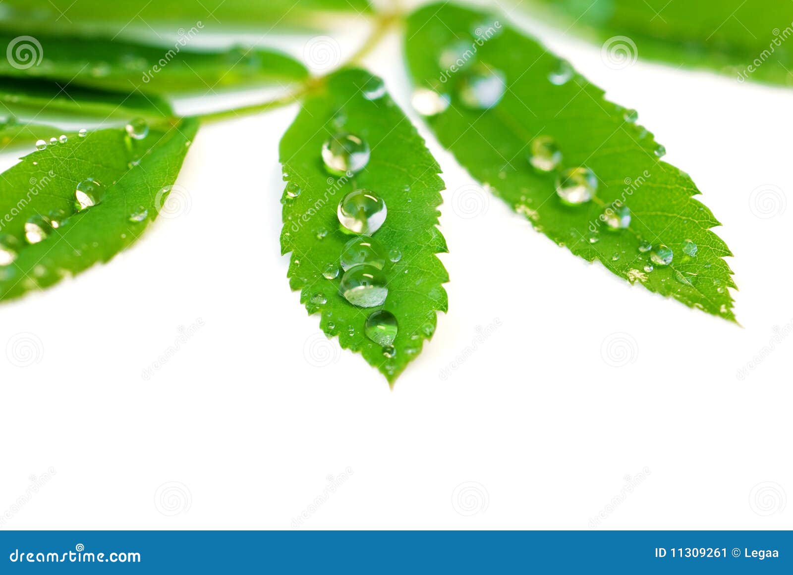 Green Leaf Close Up on White Background Stock Image - Image of closeup ...