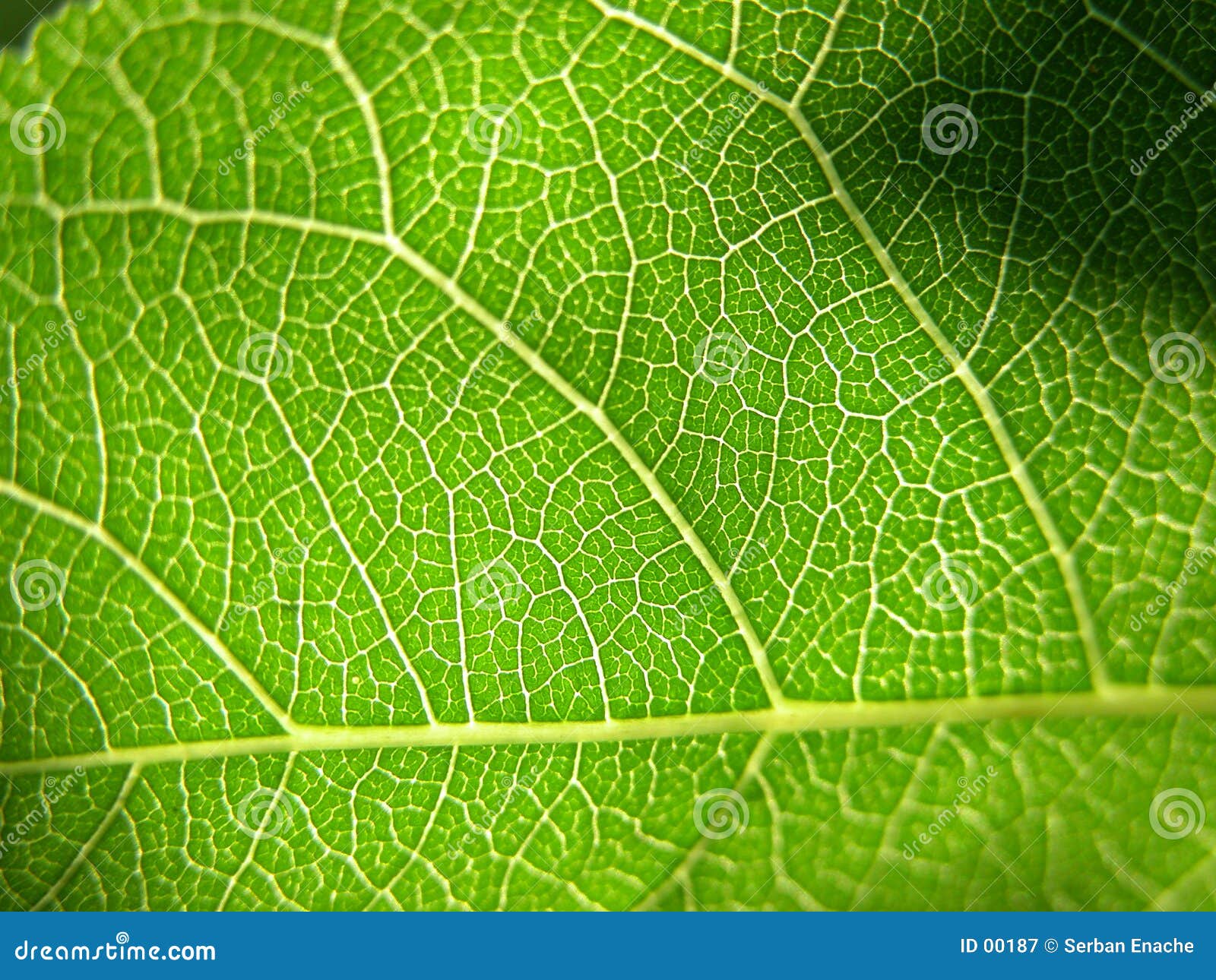 Green leaf closeup 2 stock image. Image of circulate, cell - 187