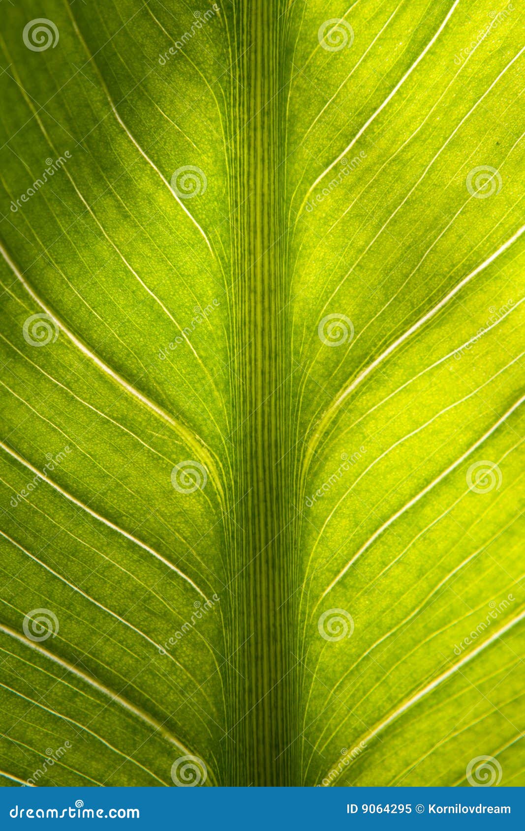 Green leaf closeup texture stock image. Image of peace - 9064295