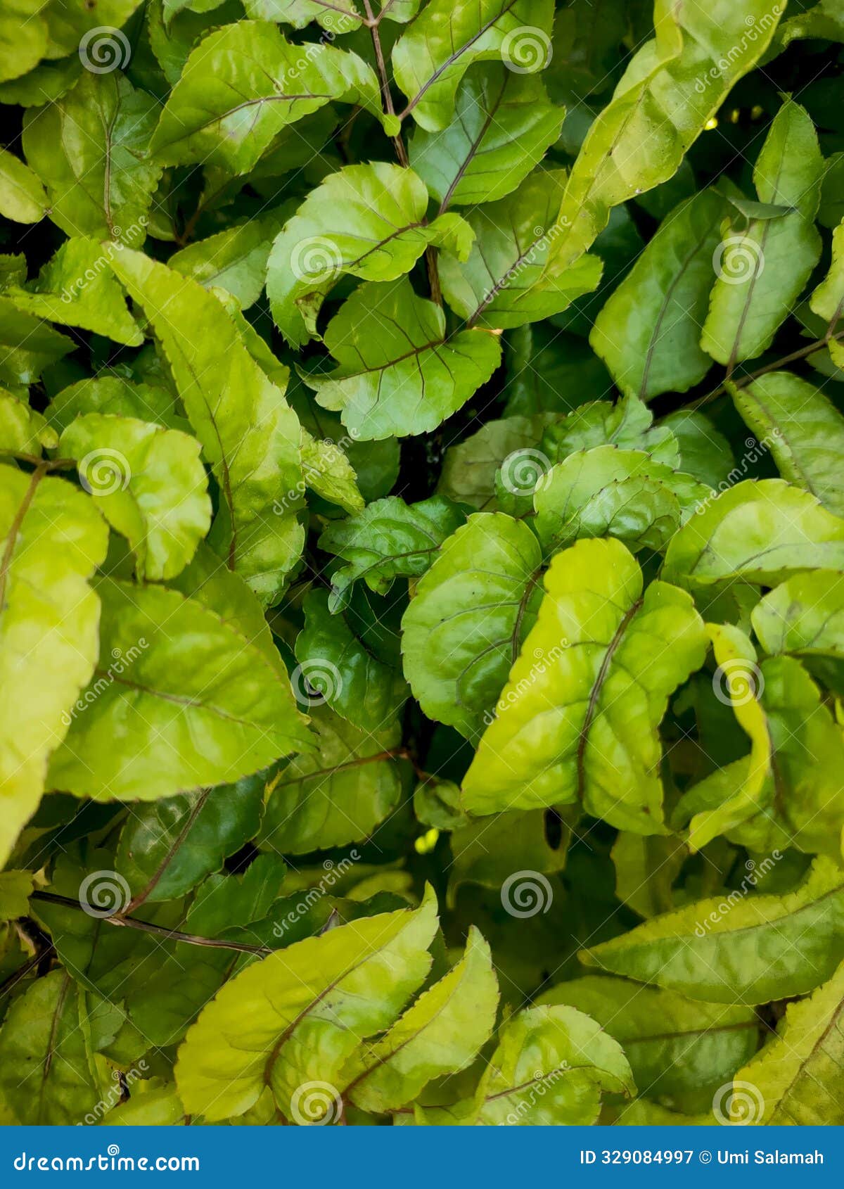 Green leaf cluster stock image. Image of decorative - 329084997