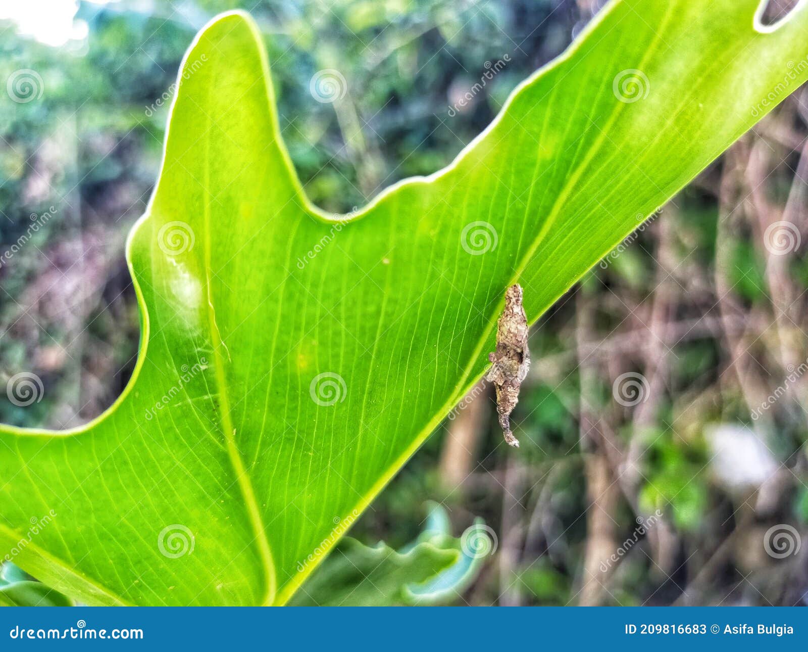 Green leaf with Cocoon stock image. Image of yellow - 209816683