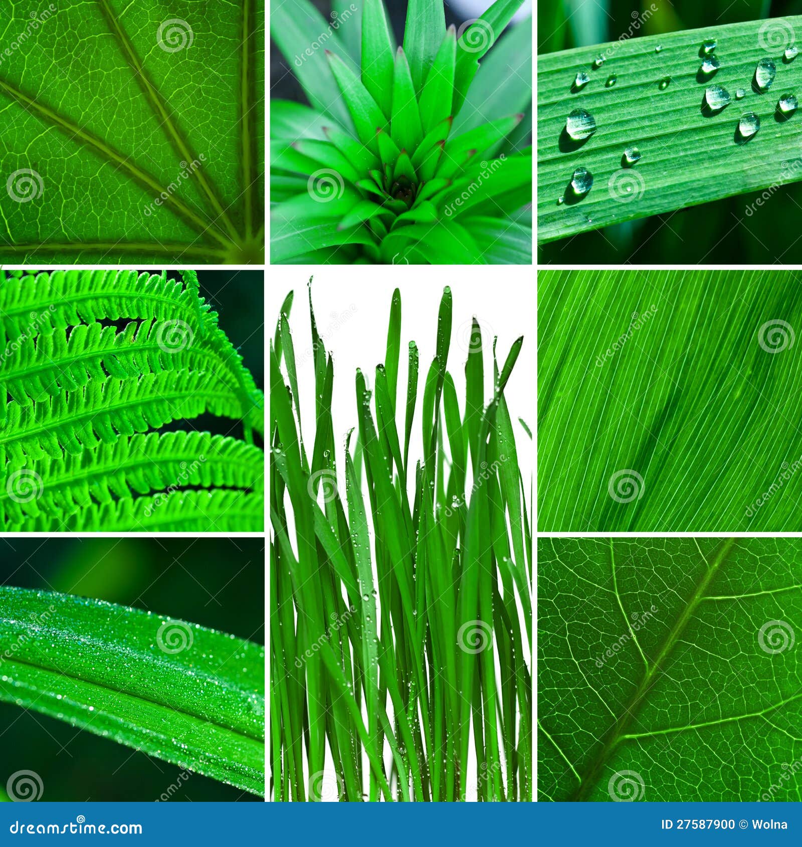Green leaf collection stock photo. Image of clean, fields - 27587900