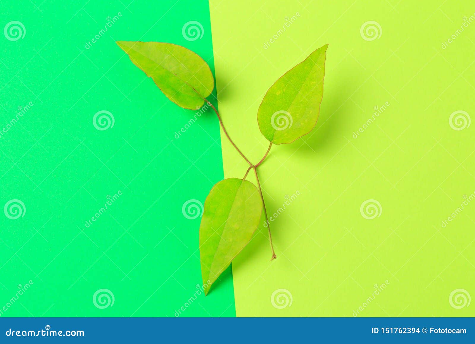 Green Leaf on Color Background Stock Photo - Image of idea, concept ...