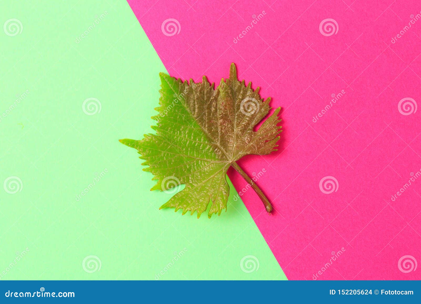 Green Leaf on Color Background Stock Photo - Image of exotic, forest ...