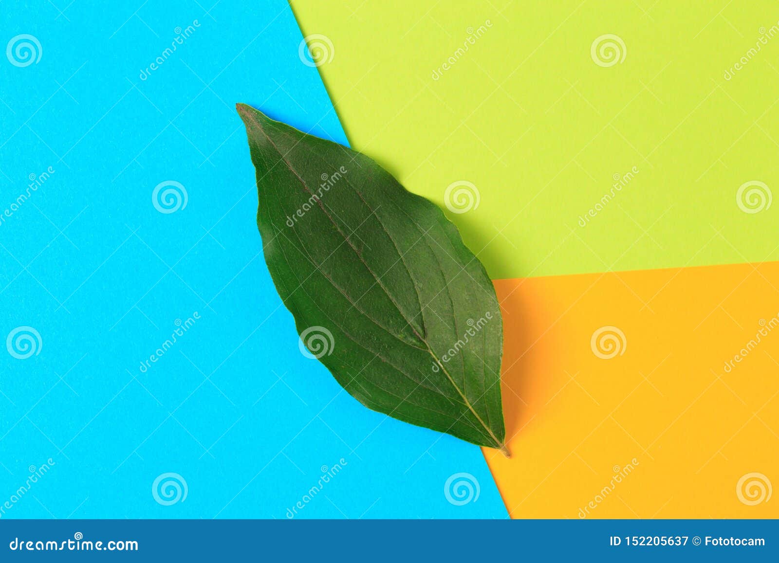 Green Leaf on Color Background Stock Image - Image of nature, outdoor ...