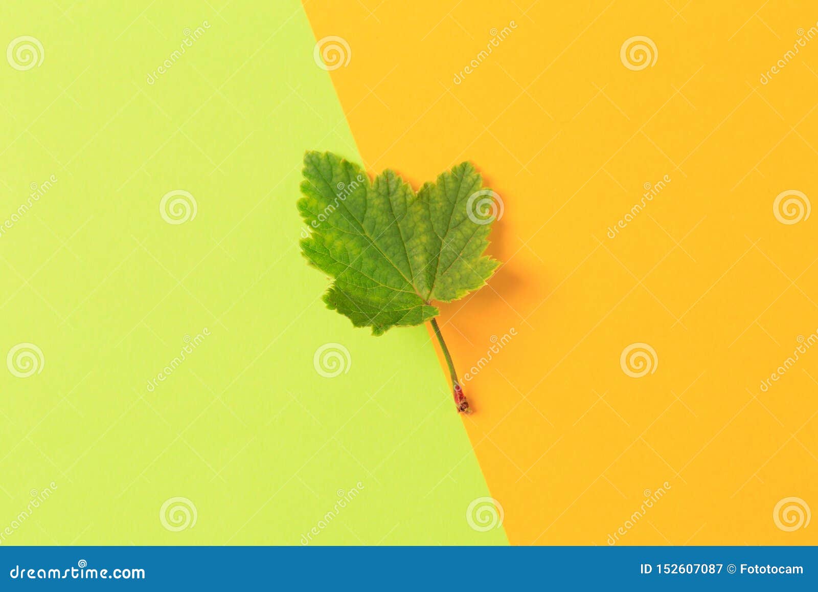 Green Leaf on Color Background Stock Image - Image of foliage, natural ...