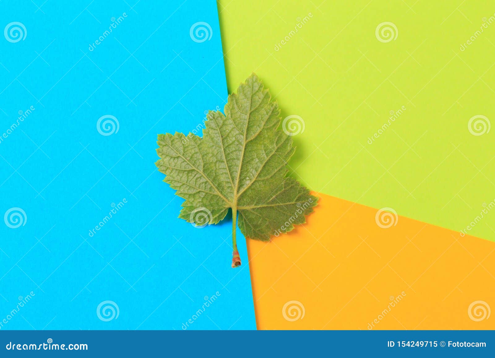 Green Leaf on Color Background Stock Image - Image of garden, foliage ...