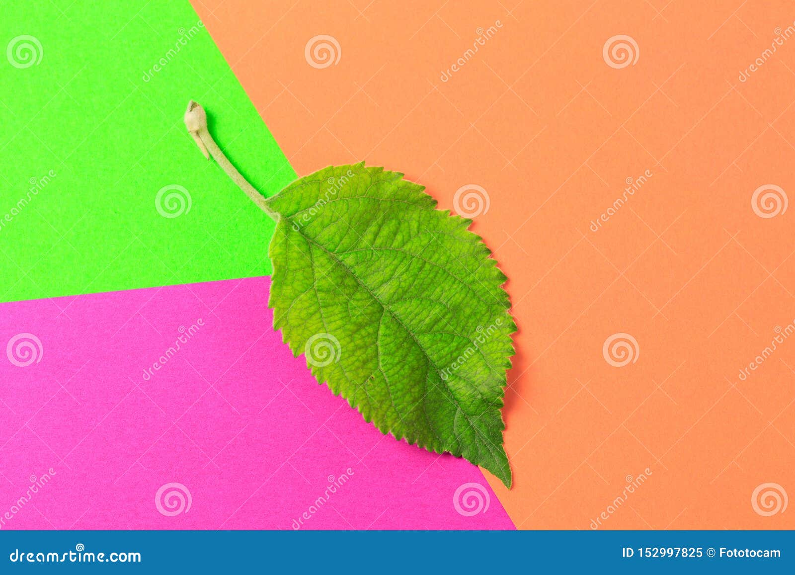 Green Leaf on Color Background Stock Image - Image of green, fashion ...