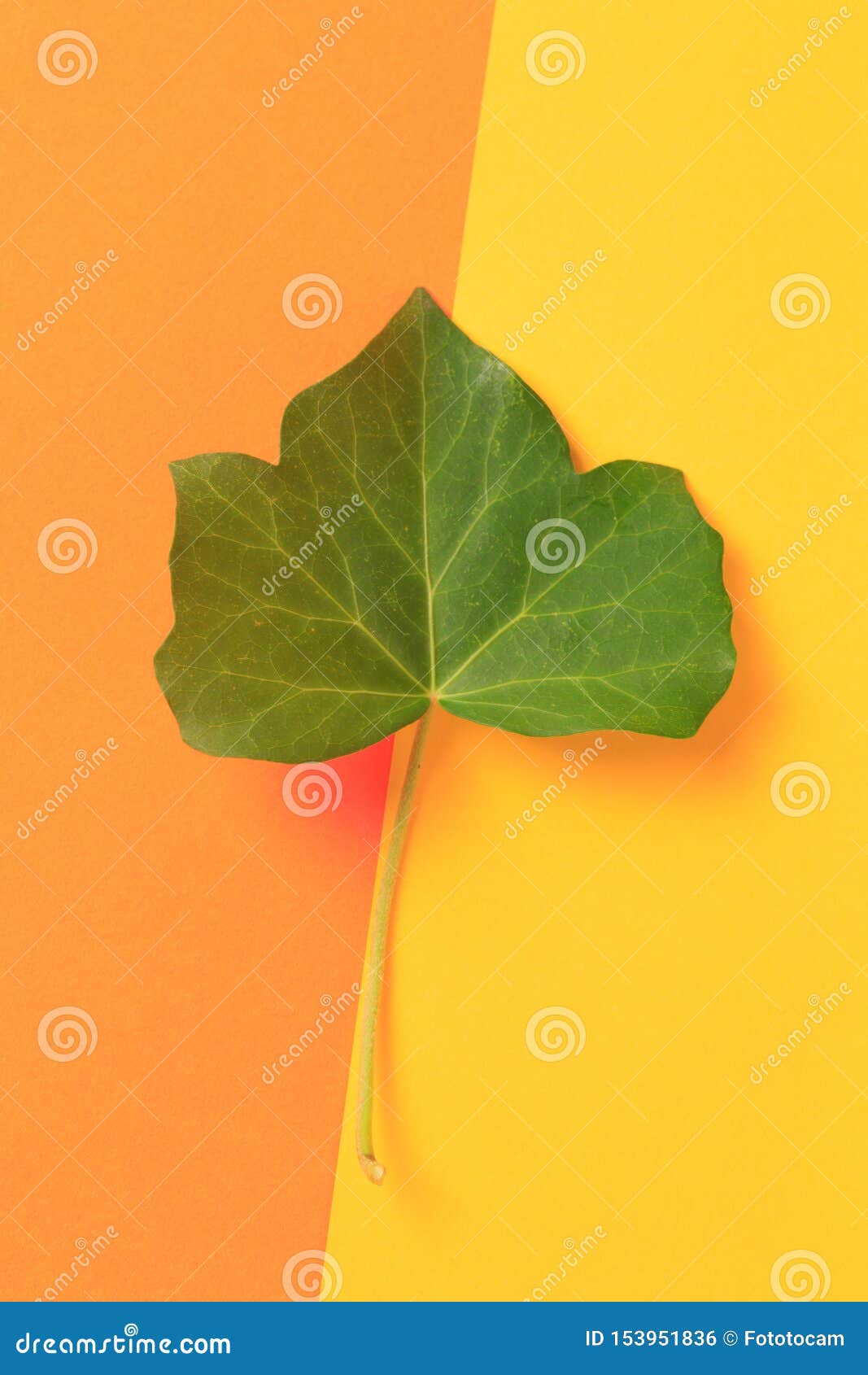 Green Leaf on Color Background Stock Photo - Image of nature, greenery ...
