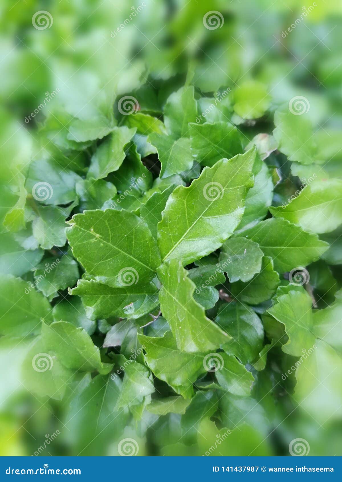 Green leaf stock image. Image of colors, leaf, beautiful - 141437987