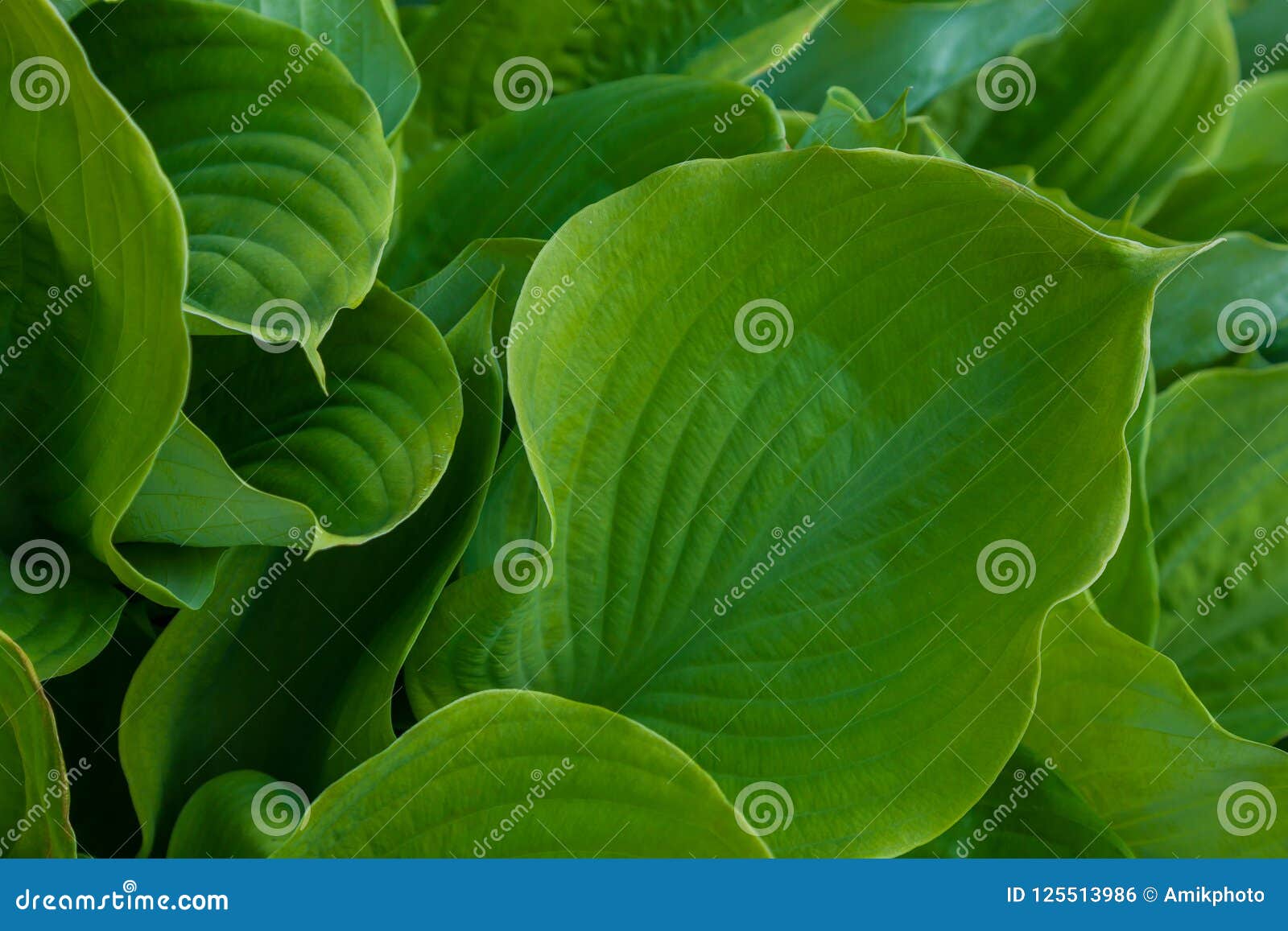 Green leaf colors texture stock photo. Image of aerial - 125513986