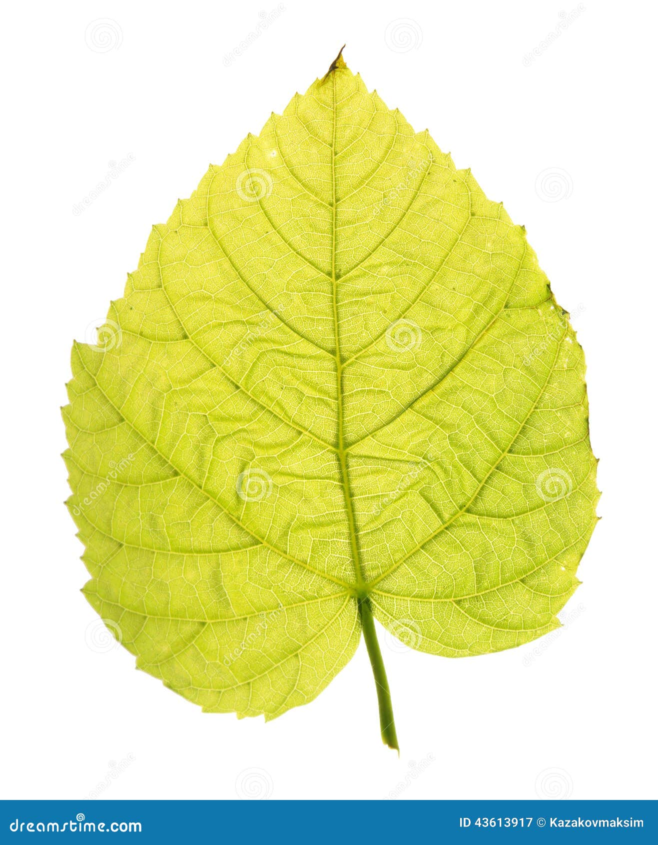 Green Leaf Of Common Linden Isolated On White Stock Image - Image of ...