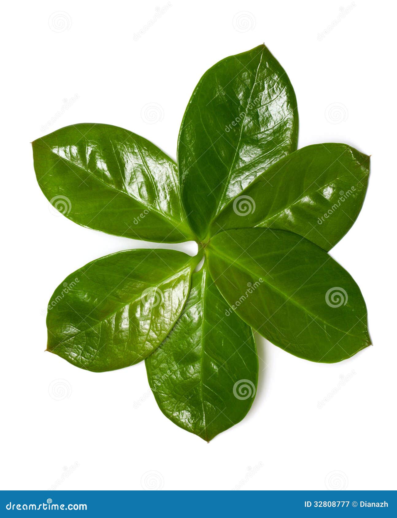 Green leaf composition stock image. Image of tree, composition - 32808777
