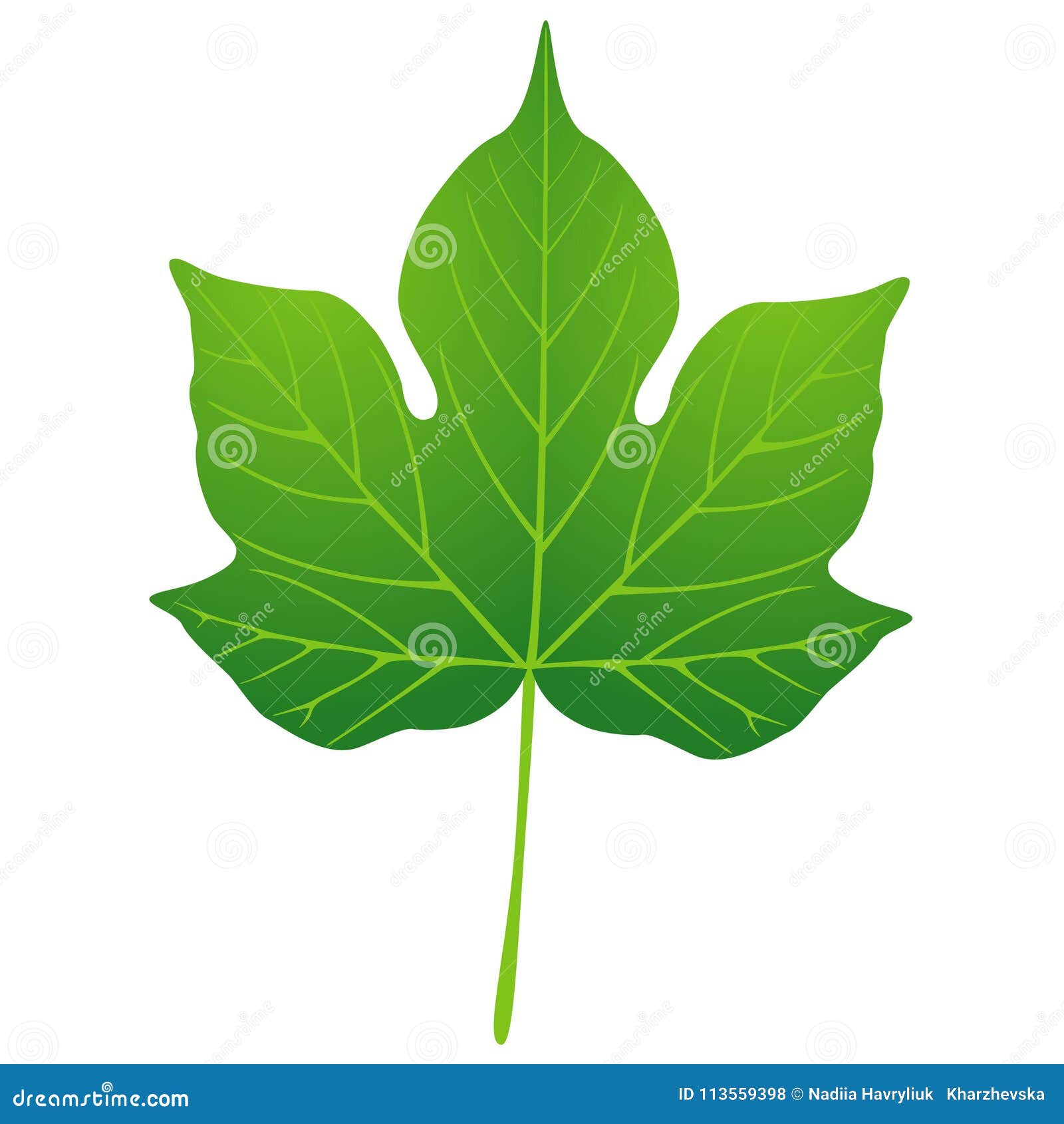 Green Leaf of Cotton on White Background, Design Element. Stock Vector ...