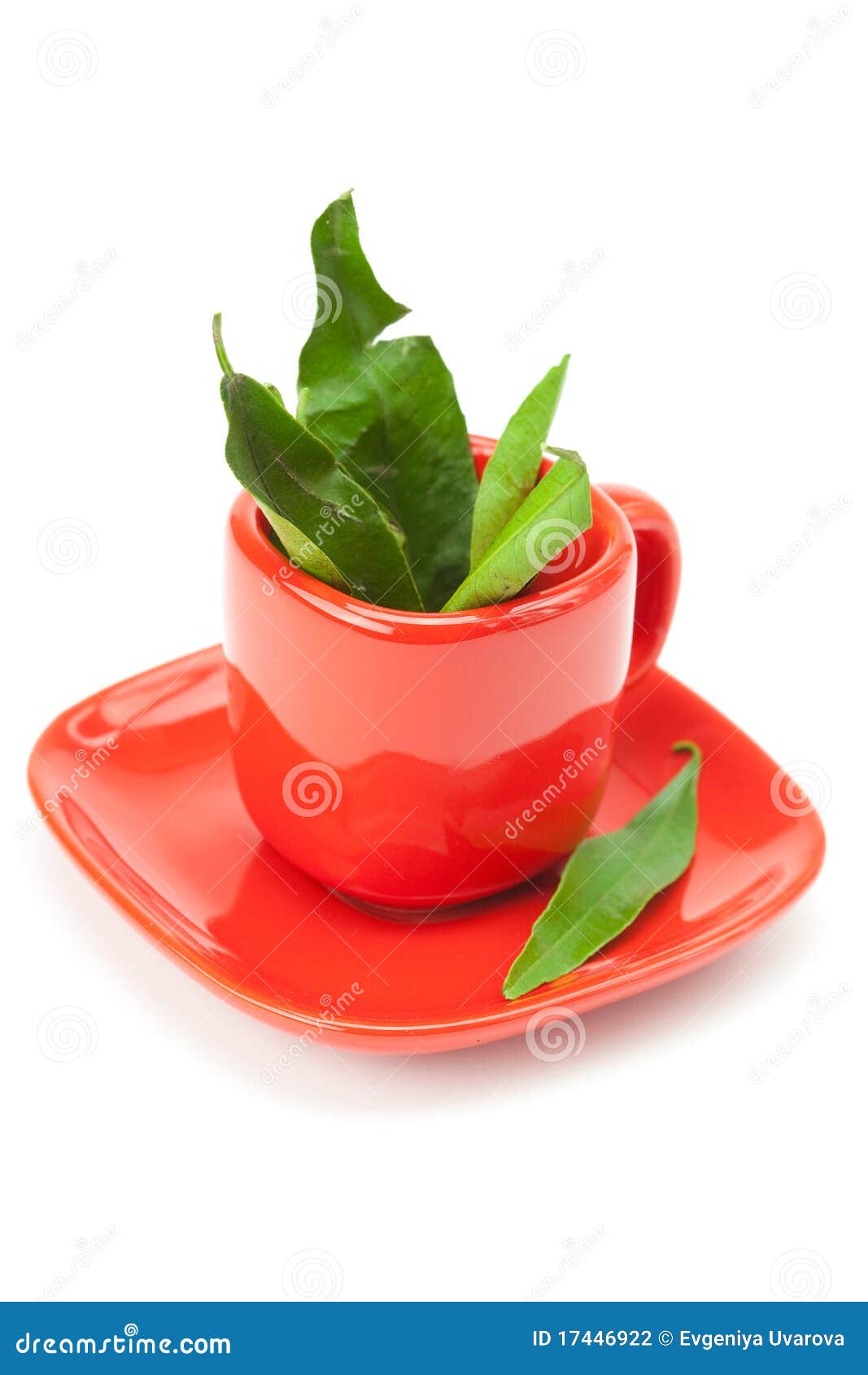 Green Leaf in the Cup is Isolated on a White Stock Photo - Image of ...