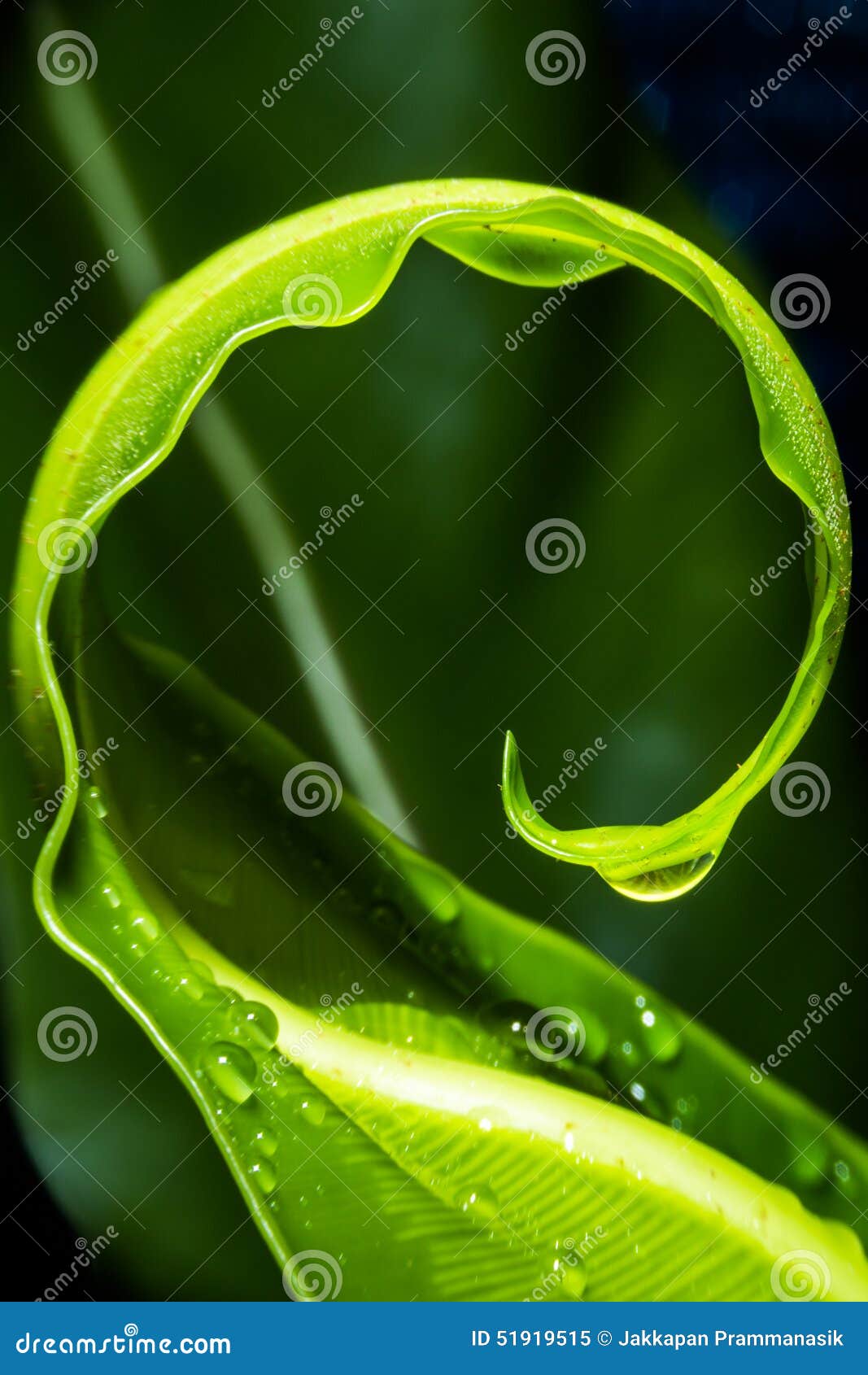 Green Leaf Curl into Spiral. Stock Image - Image of leaf, spiral: 51919515