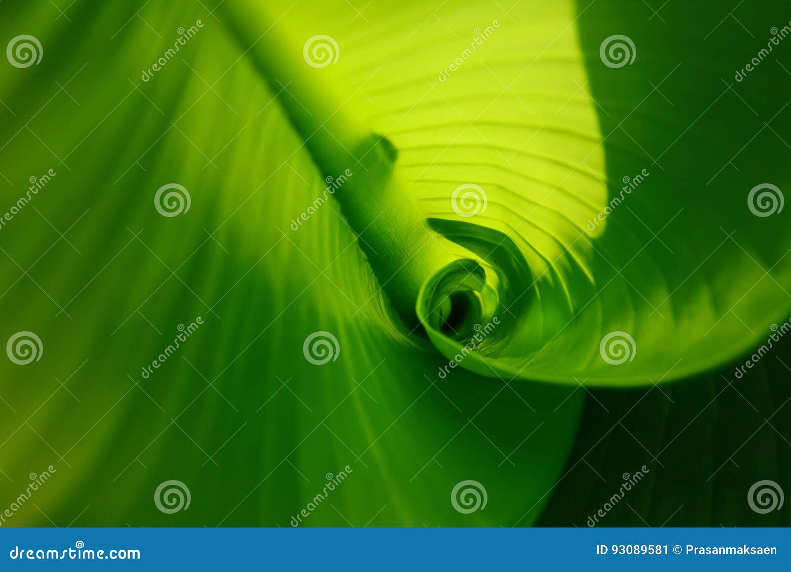 Green leaf curved shape stock image. Image of foliage - 93089581