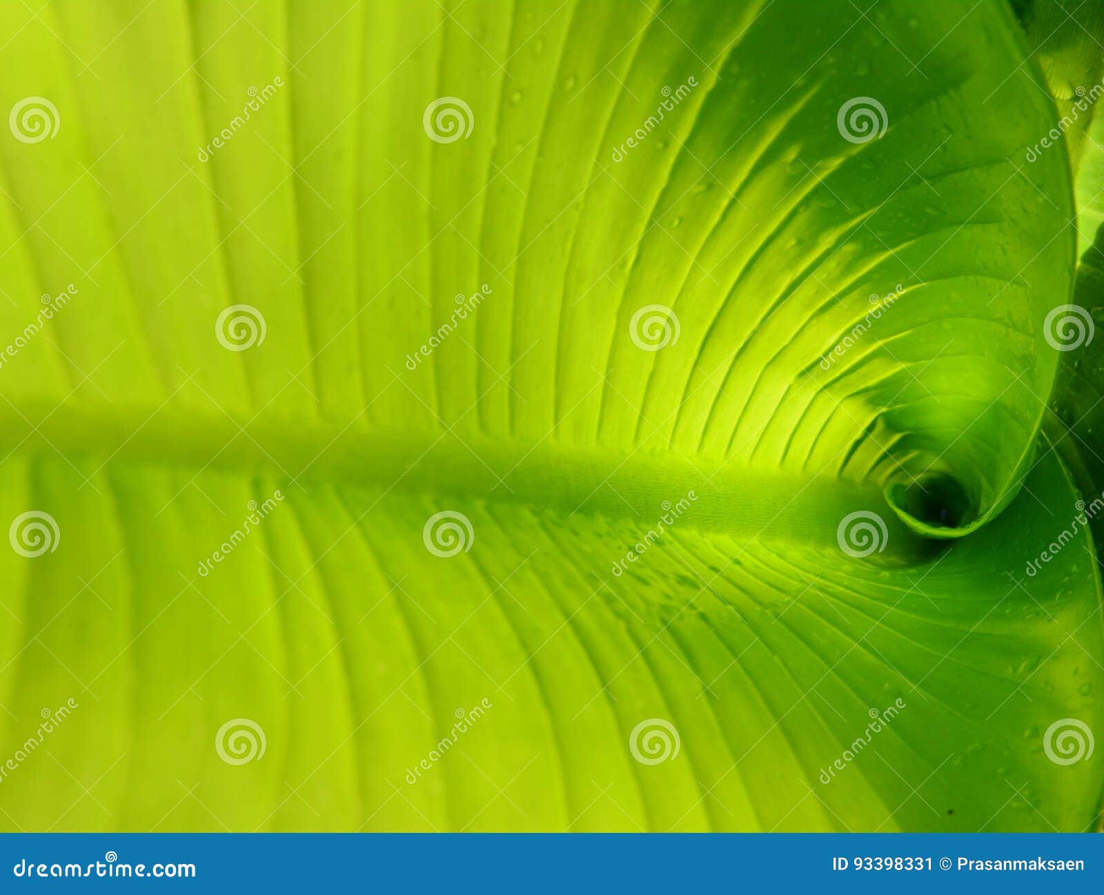 Green leaf curved shape stock image. Image of freshness - 93398331