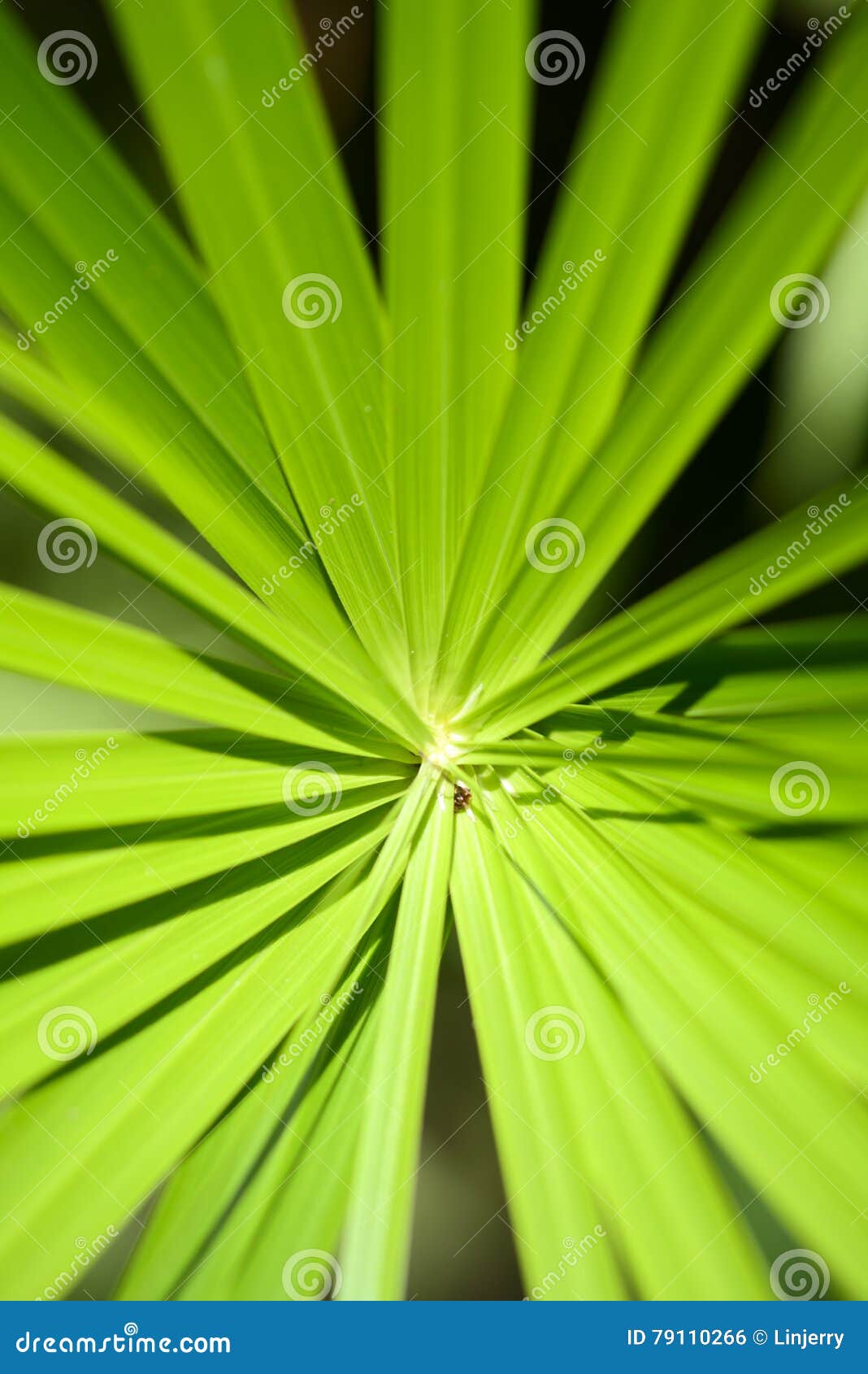 Green Leaf of Cyperaceae Family Stock Photo - Image of cyperaceae ...