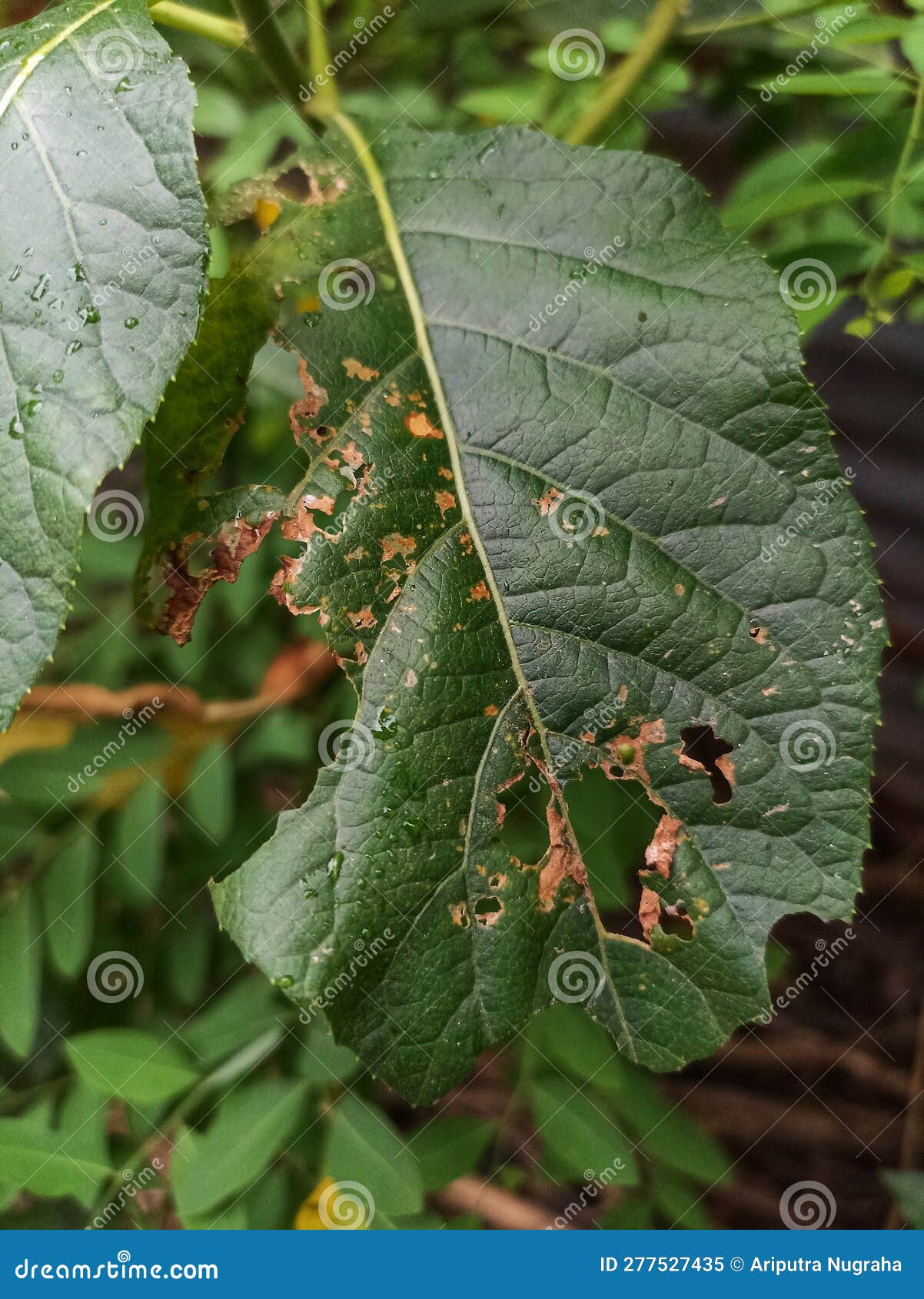 A Green Leaf Damaged by Insects Eating Part of the Leaf Stock Image ...