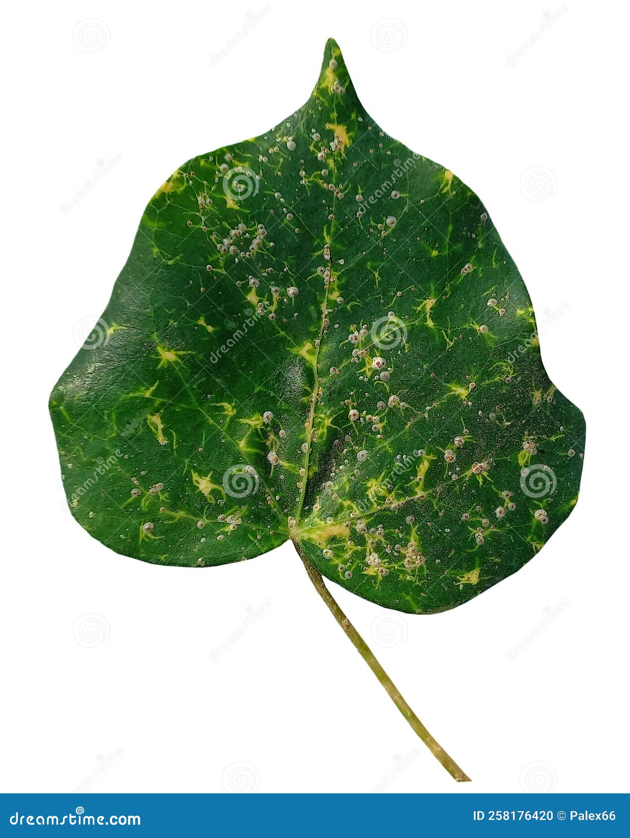 Green Leaf Damaged by Soft Scale Insects Stock Photo - Image of ...