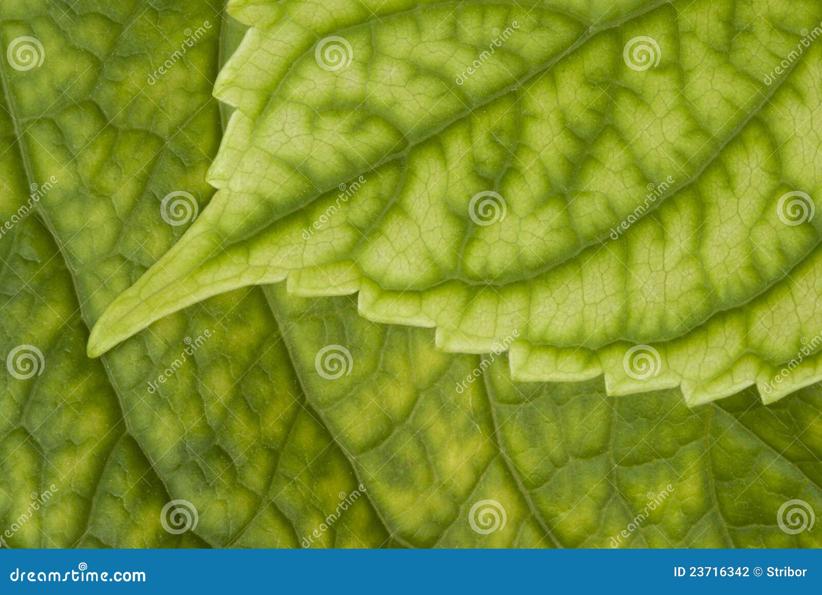 Green leaf detail stock photo. Image of background, botany - 23716342