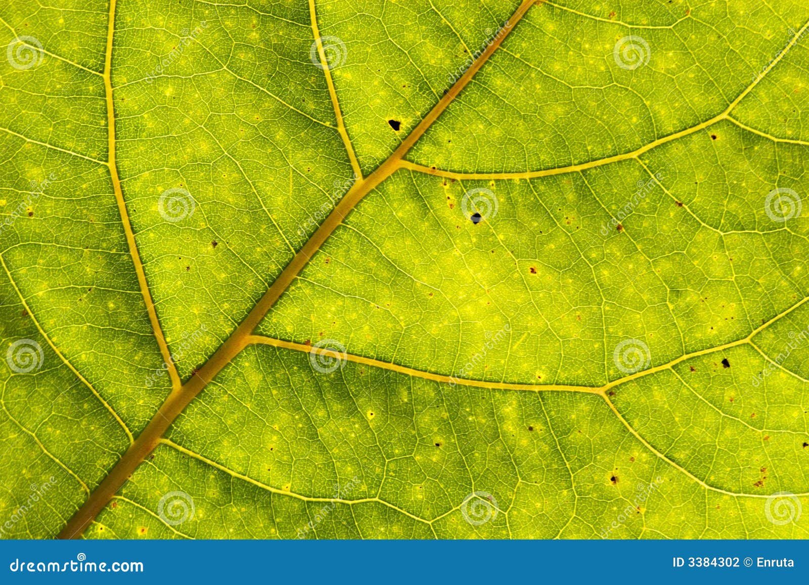 Green leaf detail stock photo. Image of tree, biology - 3384302